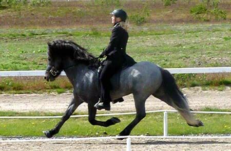 Reiten in Island - Alle wichtigen Infos | ISLAND Erlebnisreisen ...